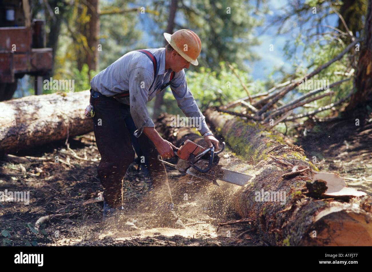 Using chainsaw in forest hi-res stock photography and images - Alamy