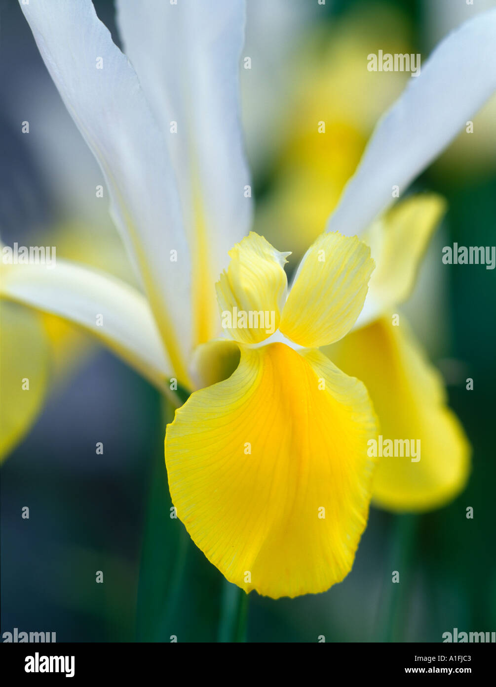 Dutch Iris Angel Wings High Resolution Stock Photography and Images - Alamy