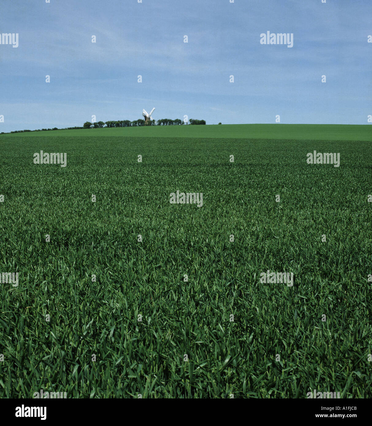 Wheat crop in Flag leaf stage with windmill in background Tritcum ...