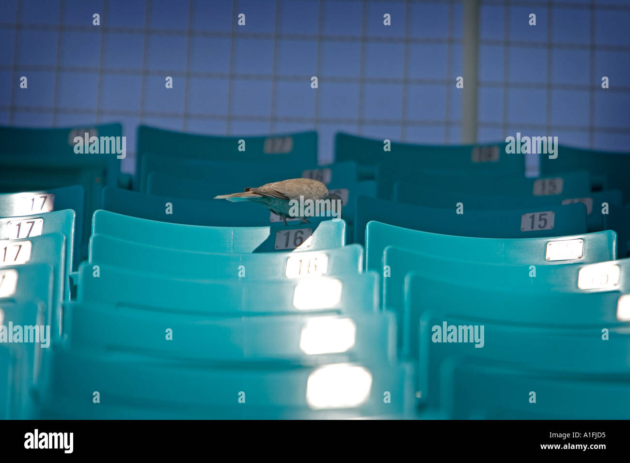 Stadium seat hi-res stock photography and images - Alamy