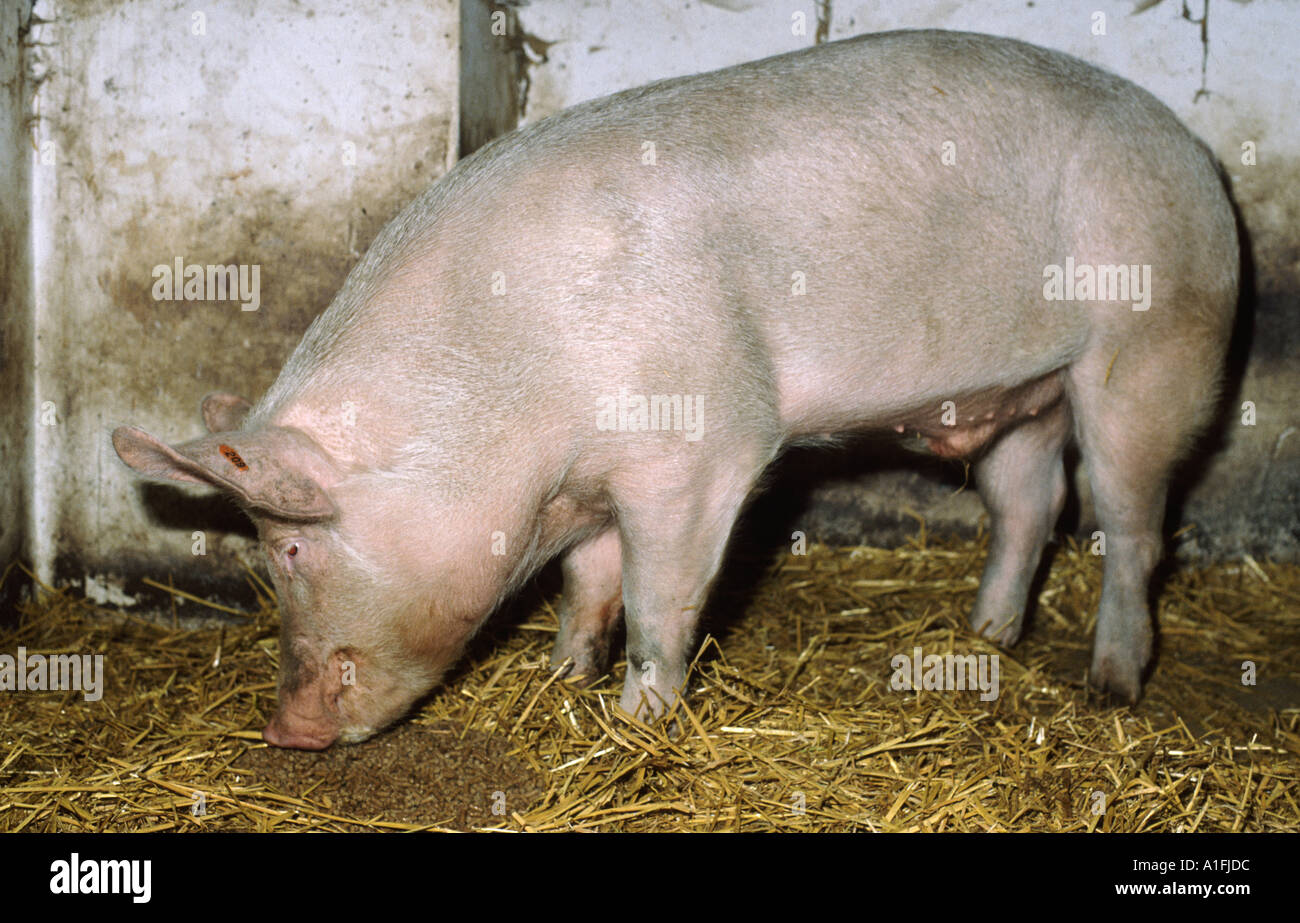 Large Pig Large White Boar in pig house Stock Photo - Alamy