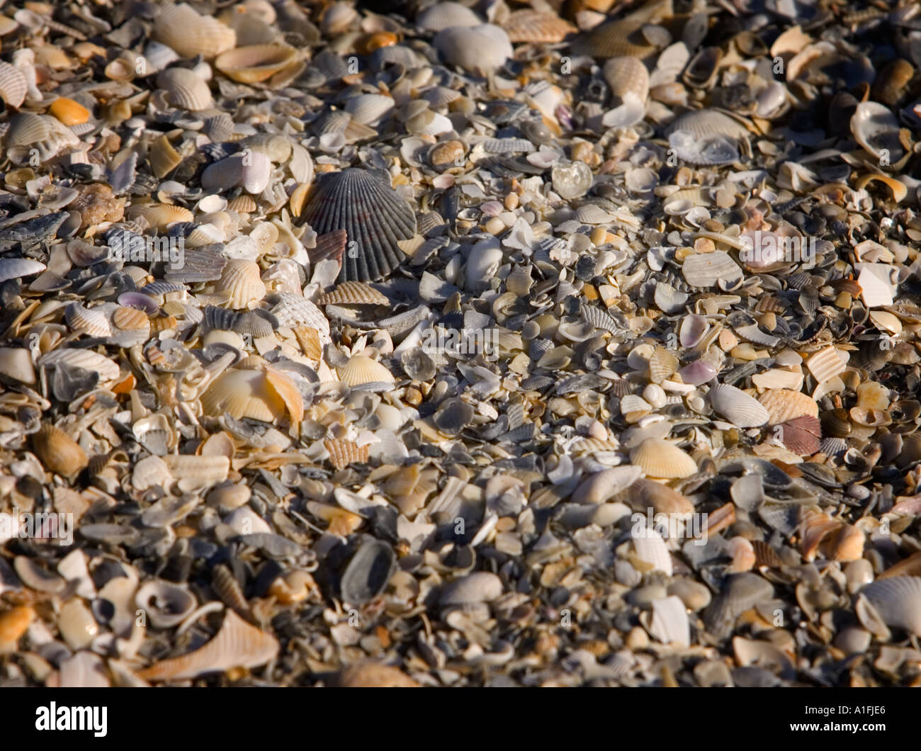 Variety of shells on the beach Stock Photo - Alamy
