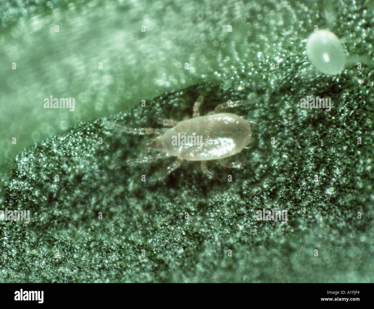 Predatory mite Amblyseius cucumeris used in thrips control Stock Photo ...