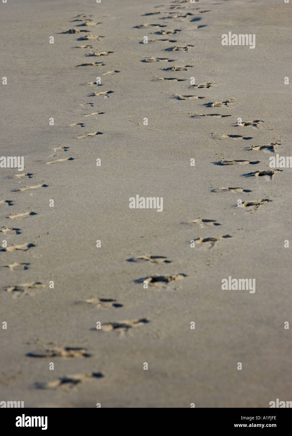 Footprints in the sande Stock Photo - Alamy