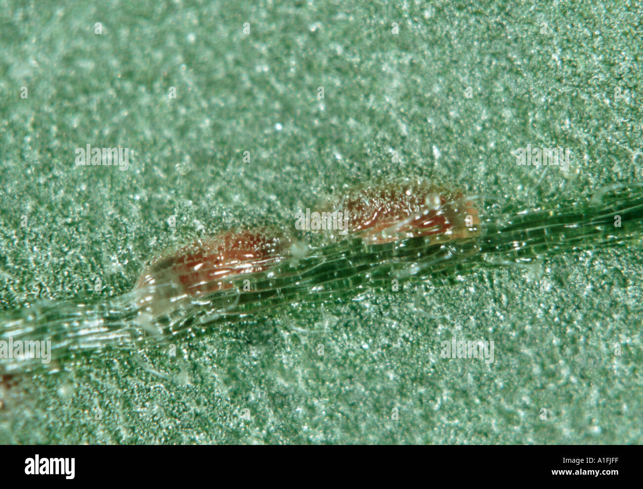 Eggs of tomato leafhopper (Hauptidia maroccana) parasitized by the ...