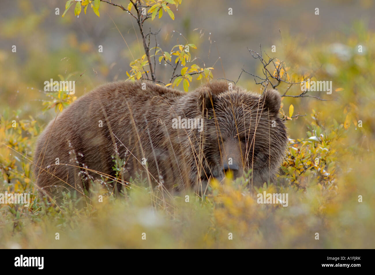 brown bear Ursus arctos grizzly bear Ursus horribils walking in fall ...