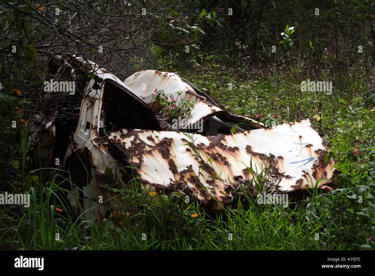 SMASHED RUSTY CAR DUMPED IN BUSH Stock Photo - Alamy