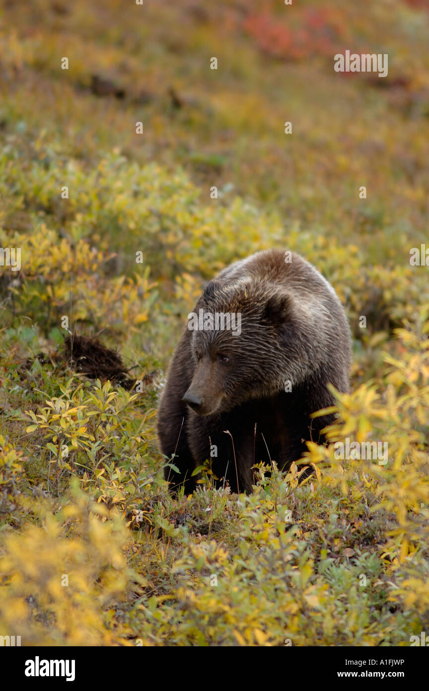 brown bear Ursus arctos grizzly bear Ursus horribils walking in fall ...