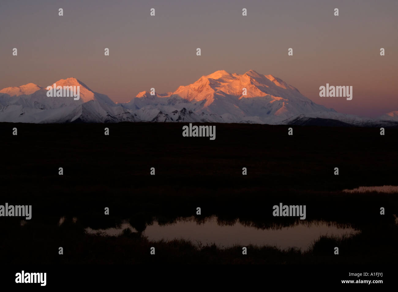 mount McKinley or Mount Denali at sunrise Denali National Park interior ...