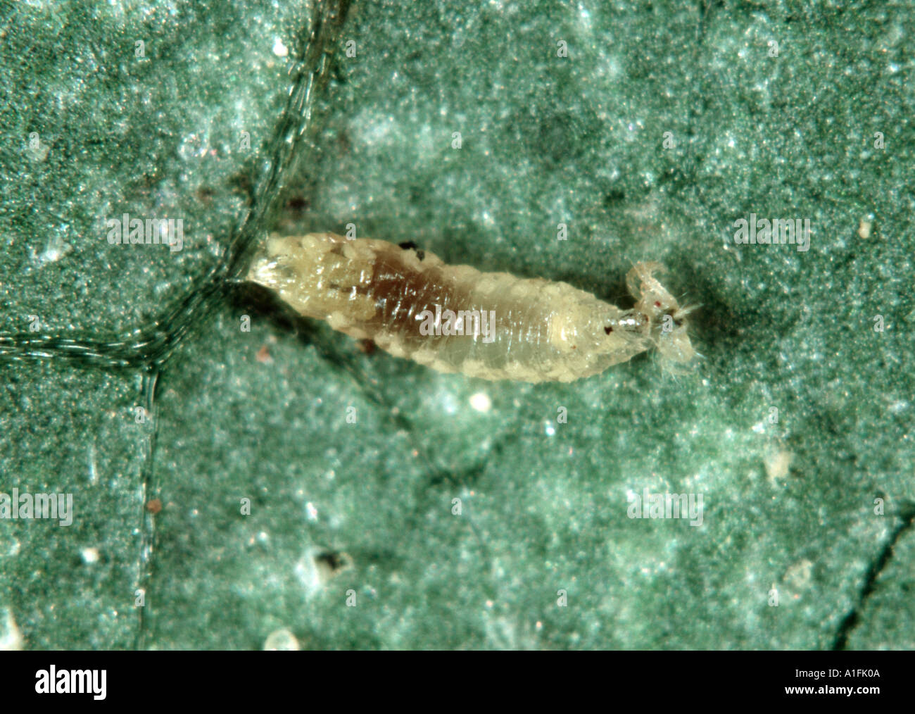 Predatory midge Feltiella acarisuga larva feeding on prey two spotted ...