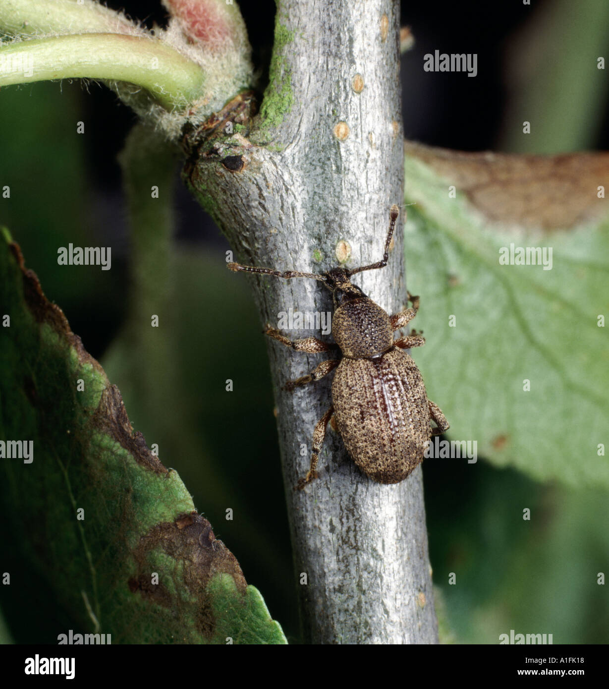 Clay coloured adult Weevil Otiorhynchus singularis on apple tree Stock ...