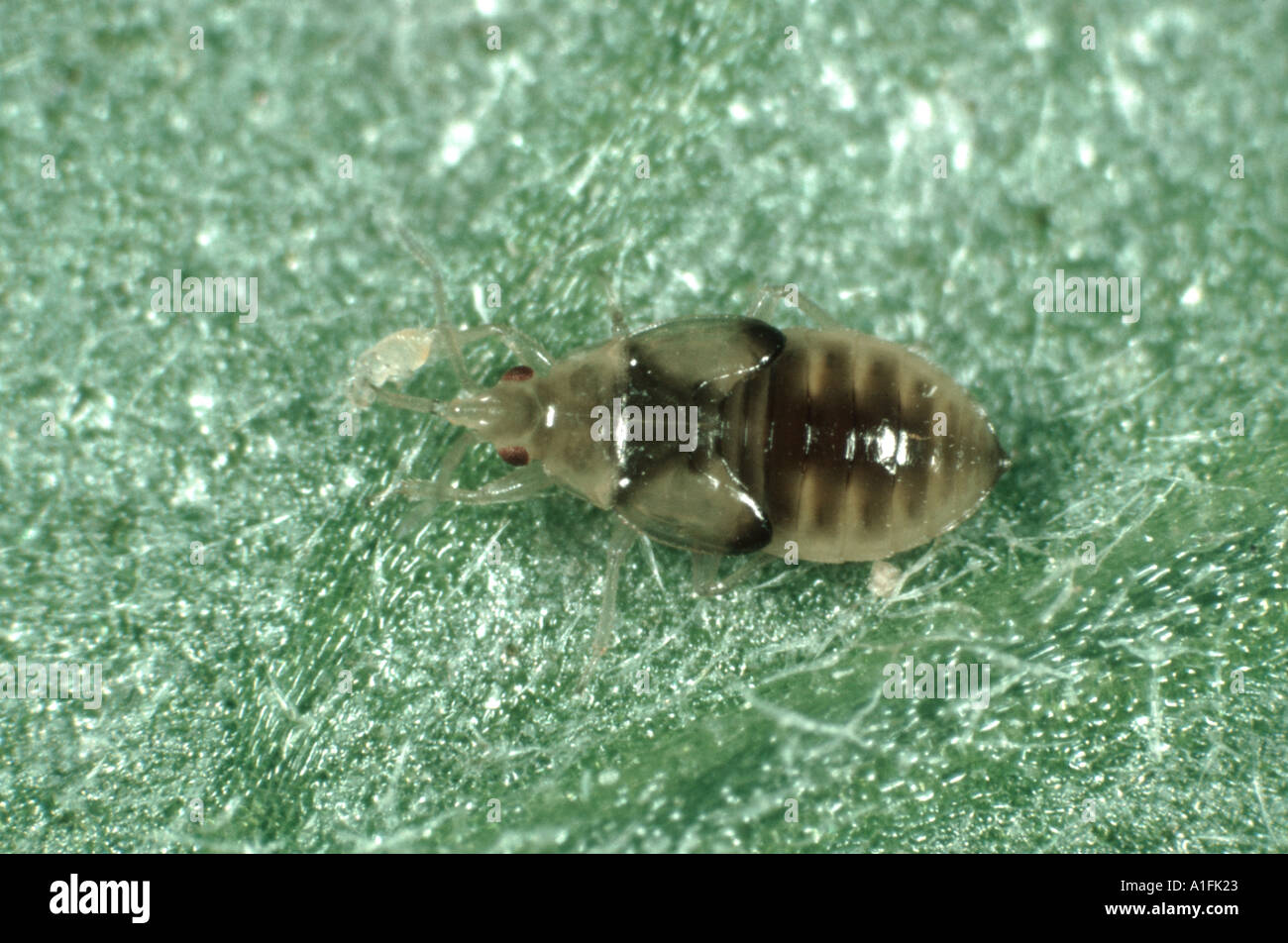 Predatory flower bug Orius majusculus nymph attacking western flower ...