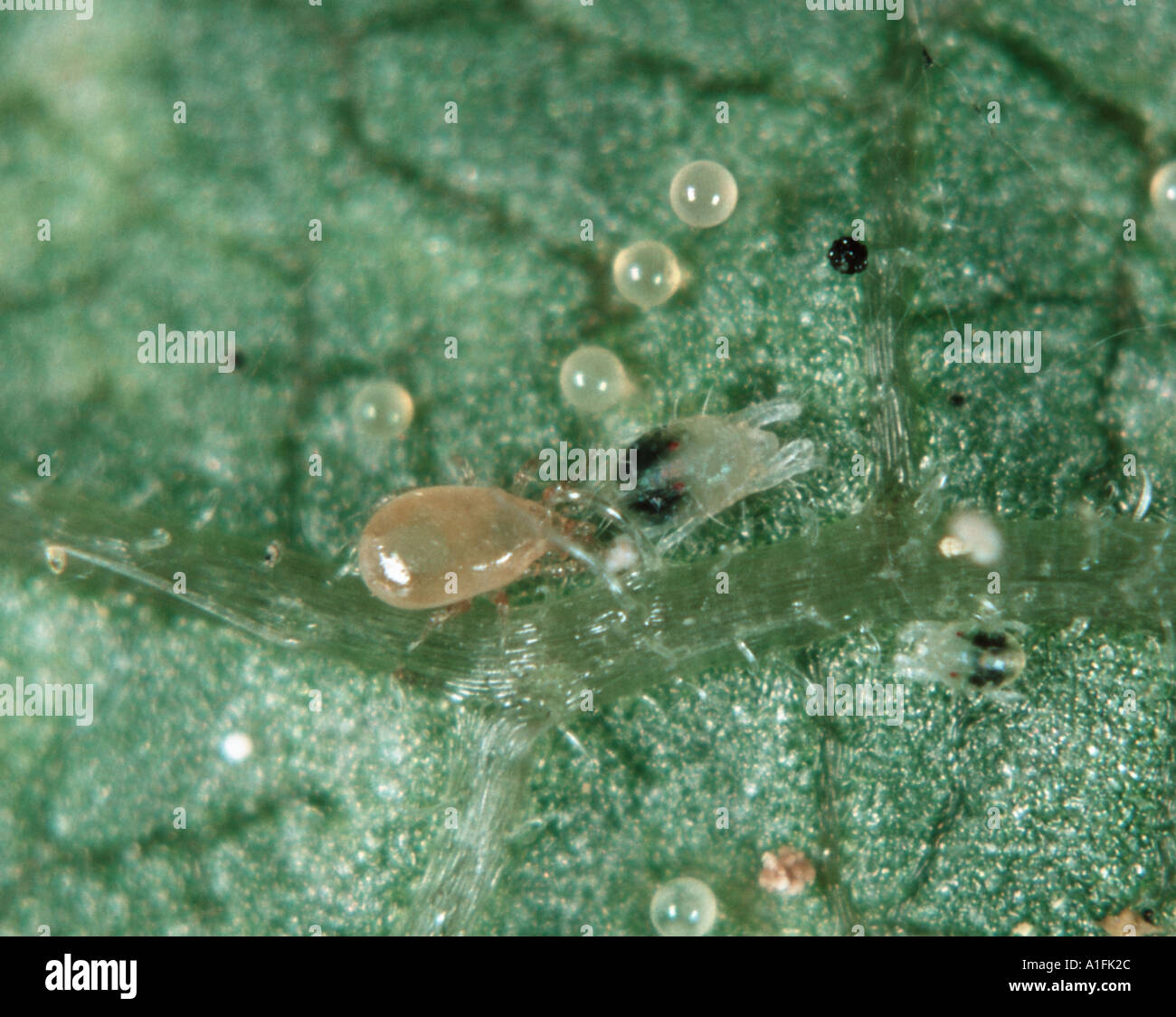 Predatory mite (Amblyseius californicus) eating prey two spotted spider ...