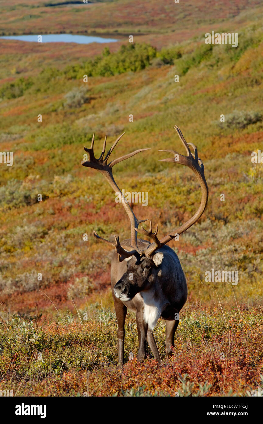 Caribou rack on the tundra hi-res stock photography and images - Alamy