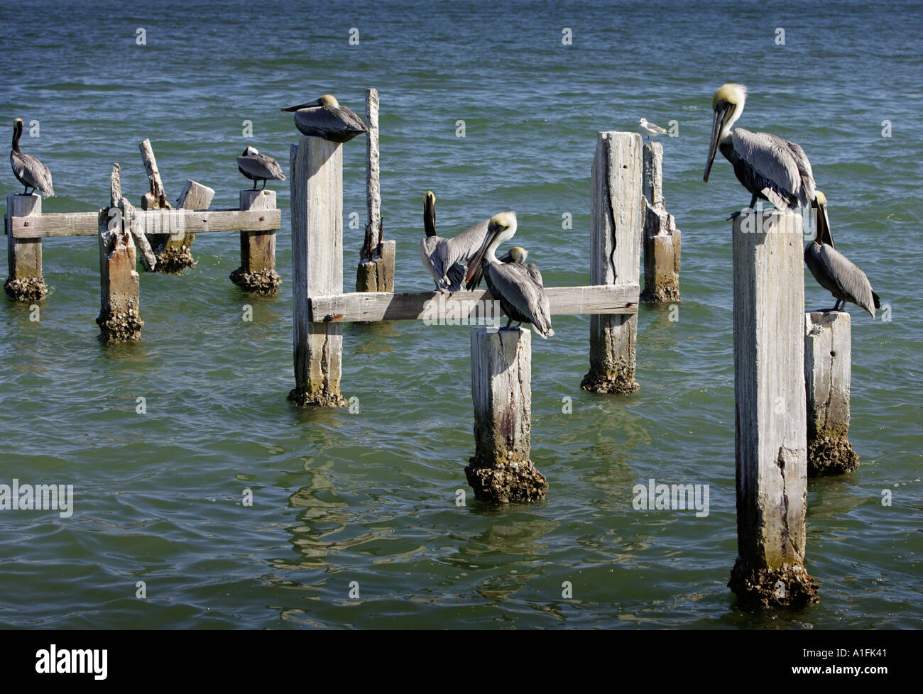 Pelicans on pilings hi-res stock photography and images - Alamy