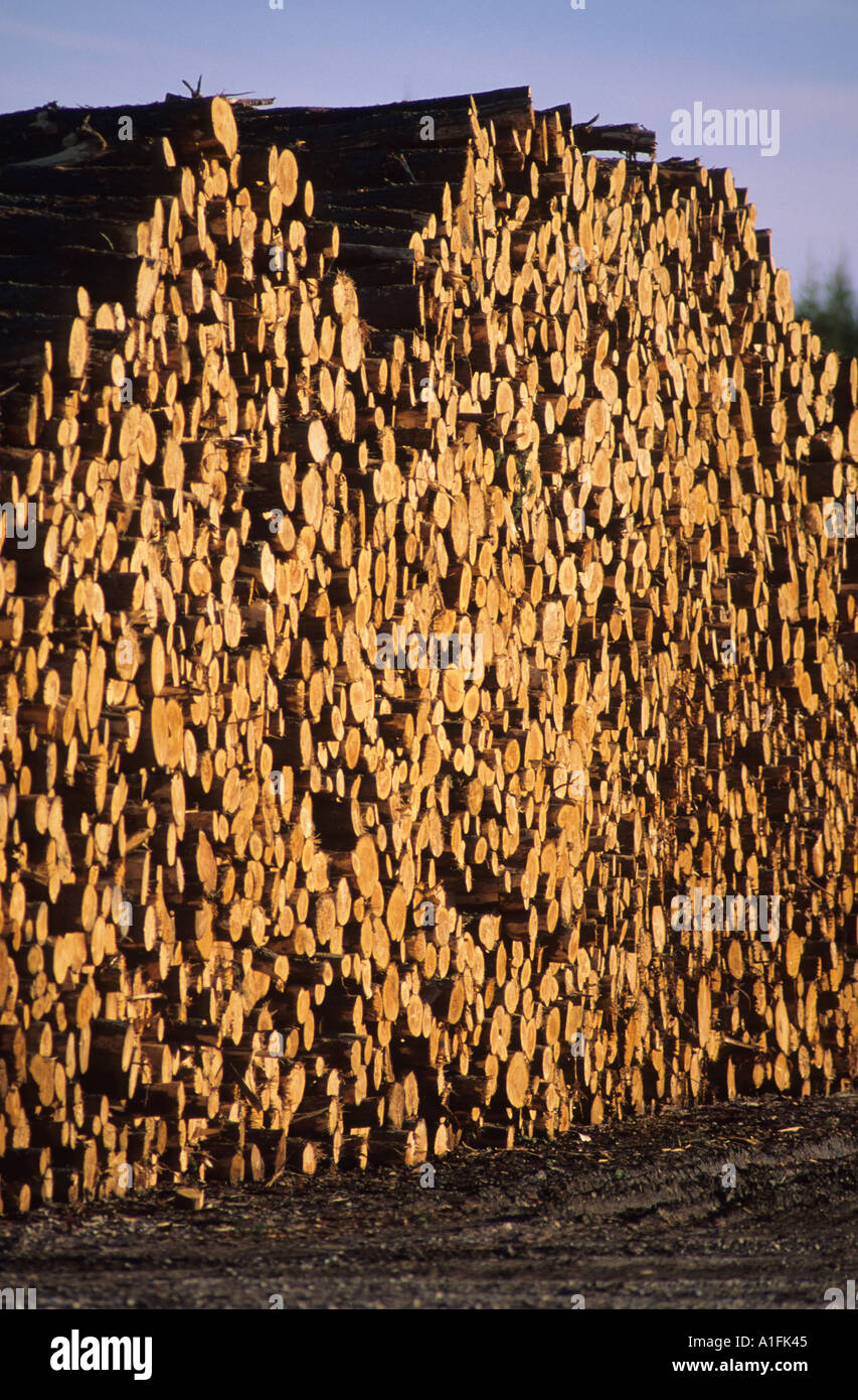 A stack of pulpwood logs in Northern Michigan Stock Photo - Alamy