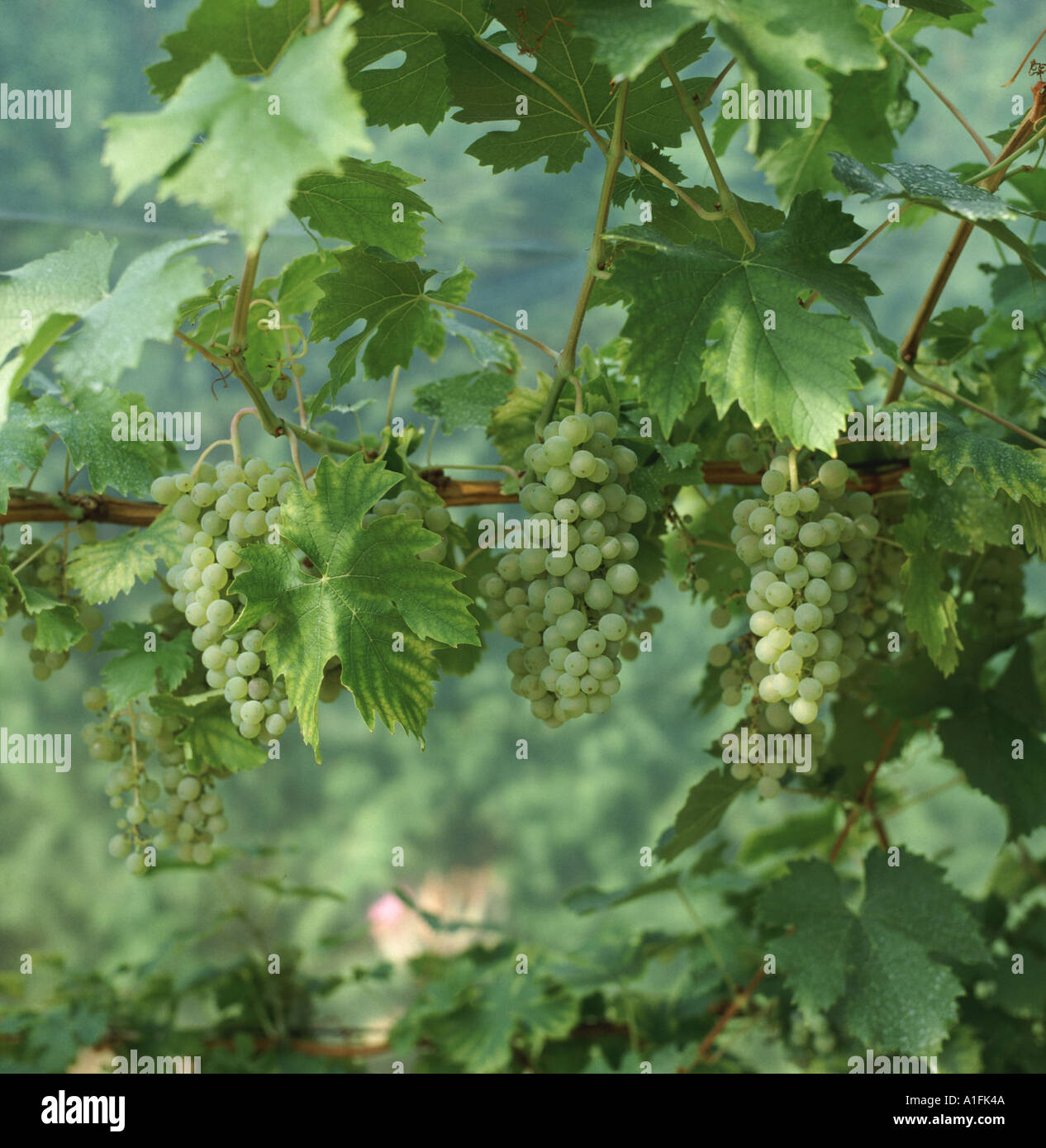 Grape vine in poly tunnel hi-res stock photography and images - Alamy