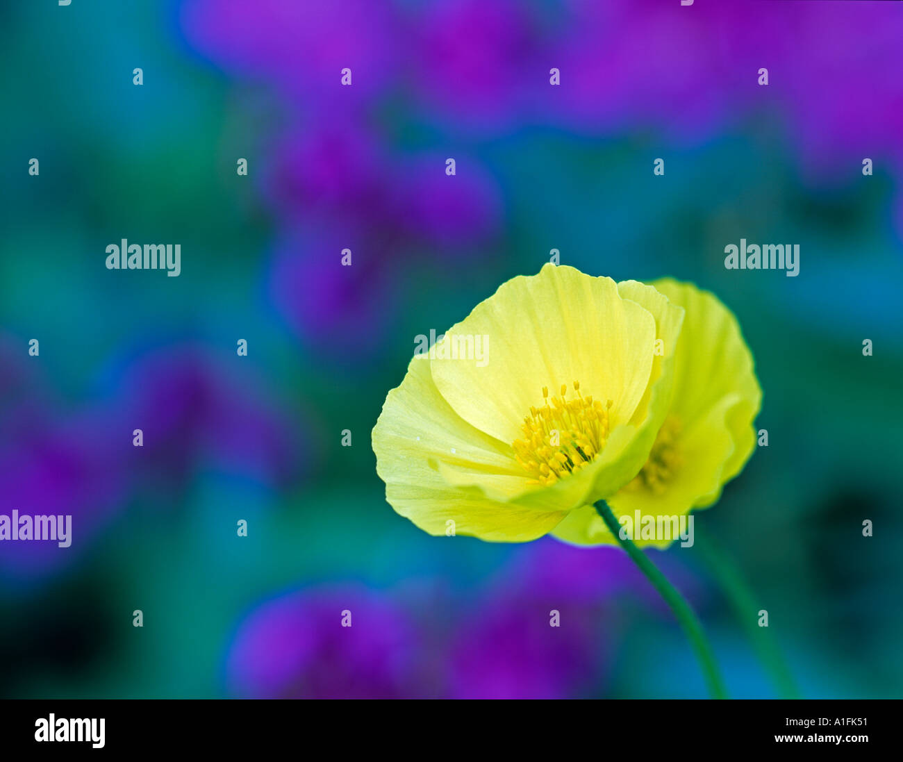 Alaska poppy hi-res stock photography and images - Alamy