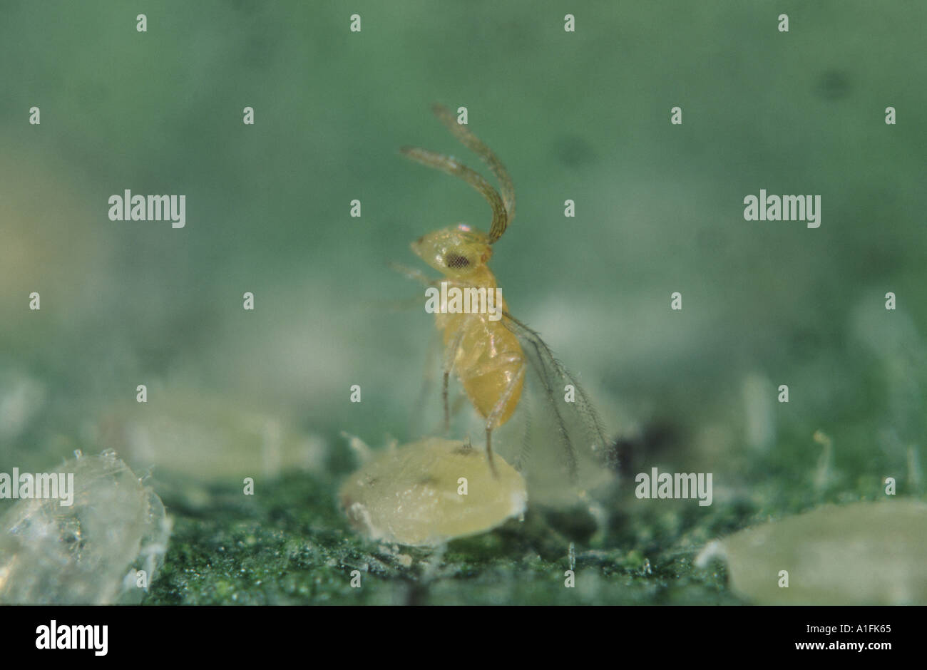 Aphelinidae hi-res stock photography and images - Alamy