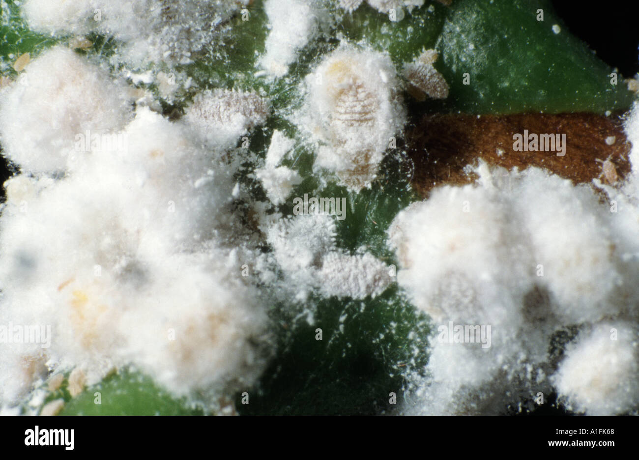 Mealy bug colony on coffee plant Planococcus citri Stock Photo - Alamy