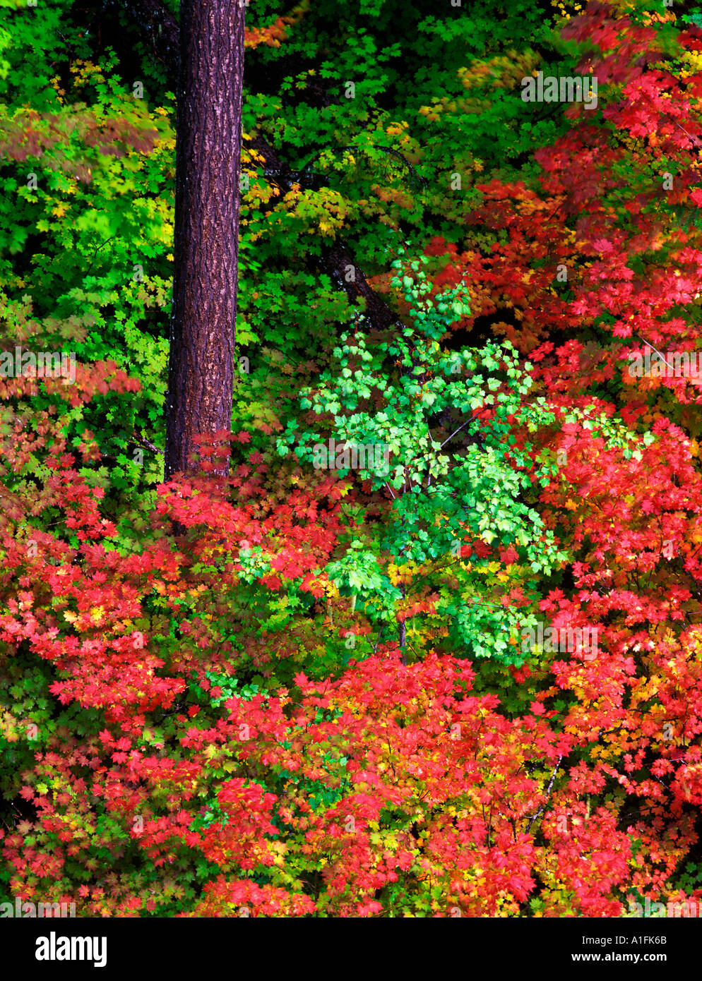 Vine Maple in fall color with Hemlock tree Willamette National forest ...