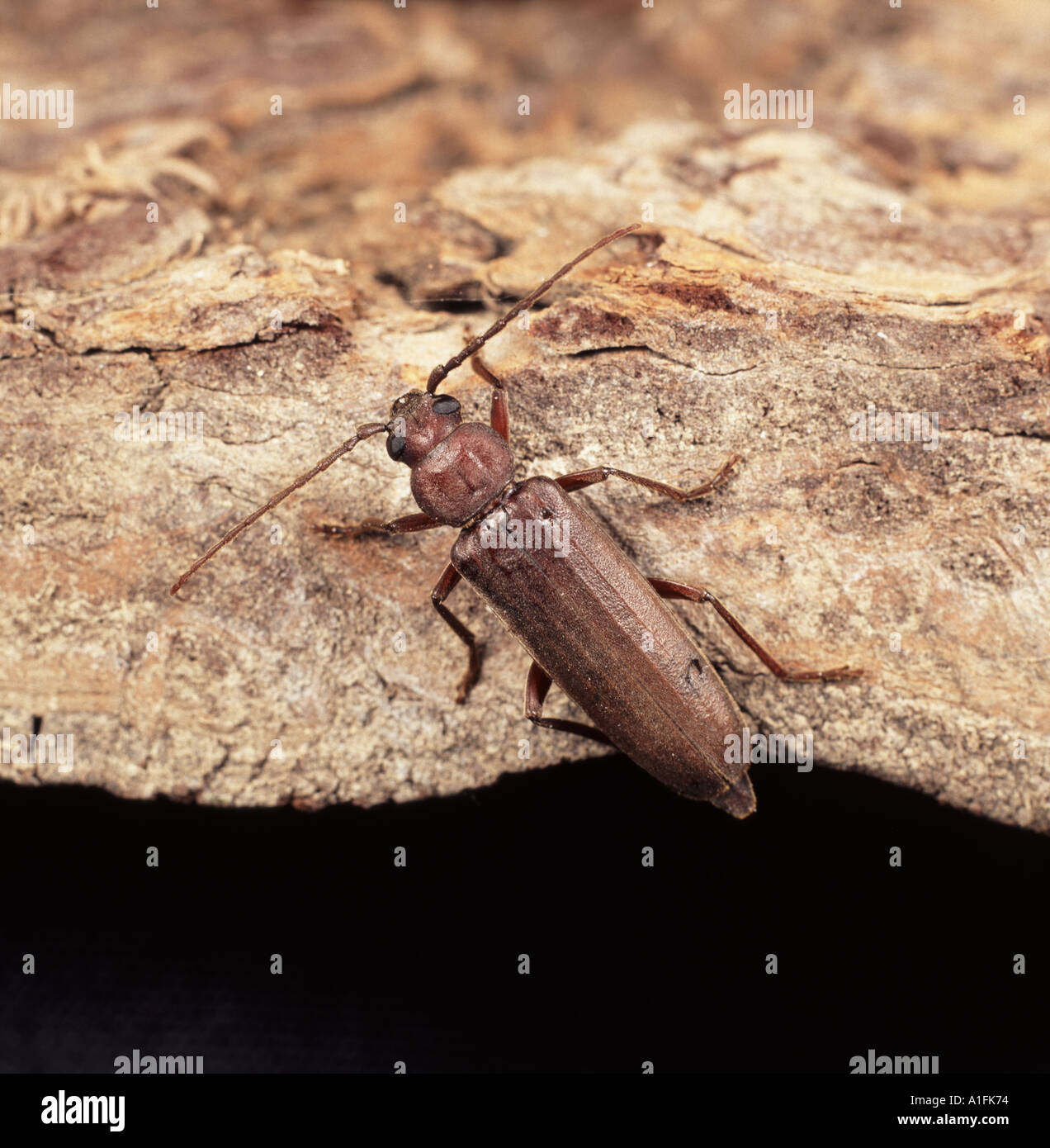Cerambycidae hi-res stock photography and images - Alamy