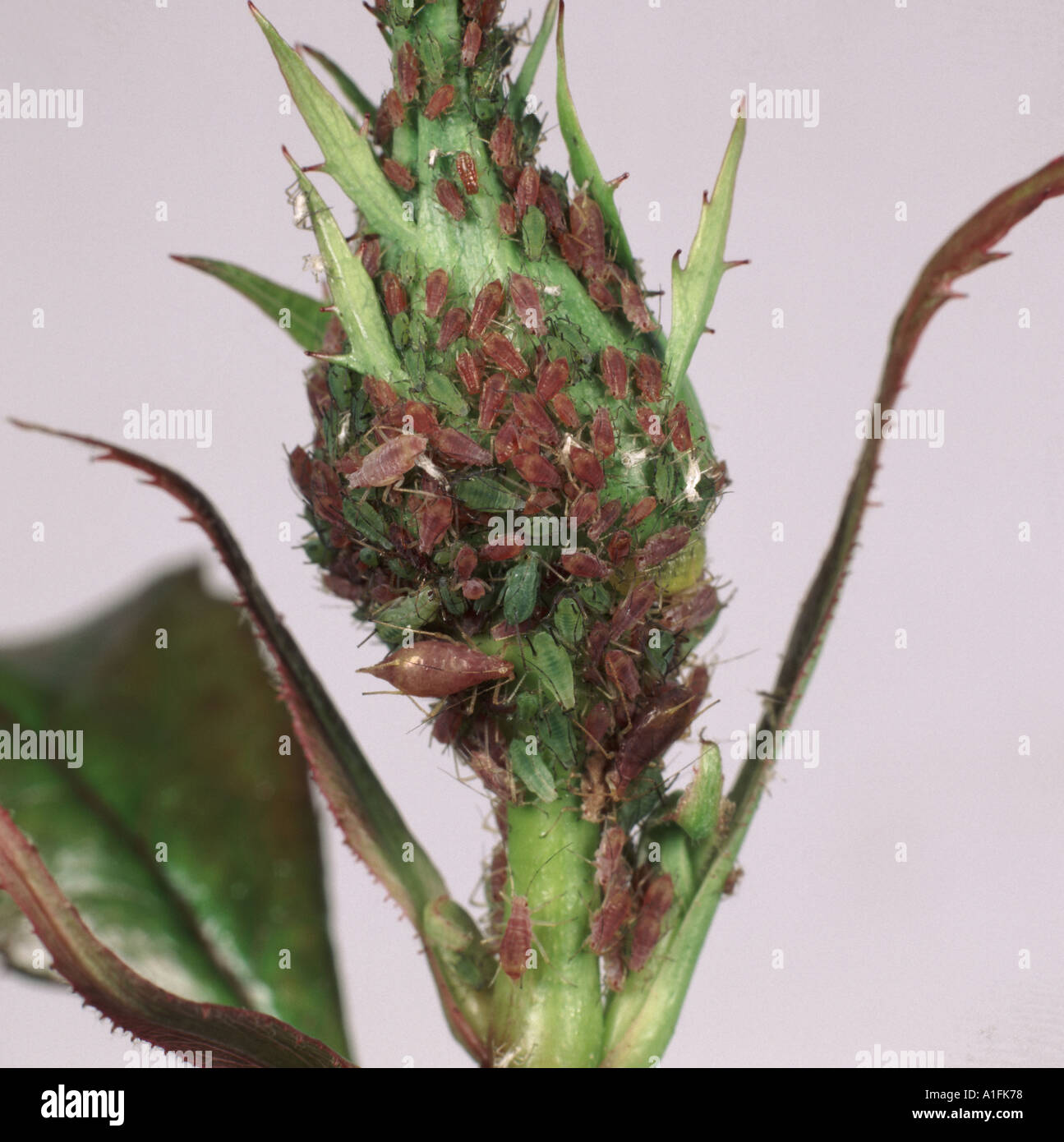 Aphid infestation rose bud hi-res stock photography and images - Alamy