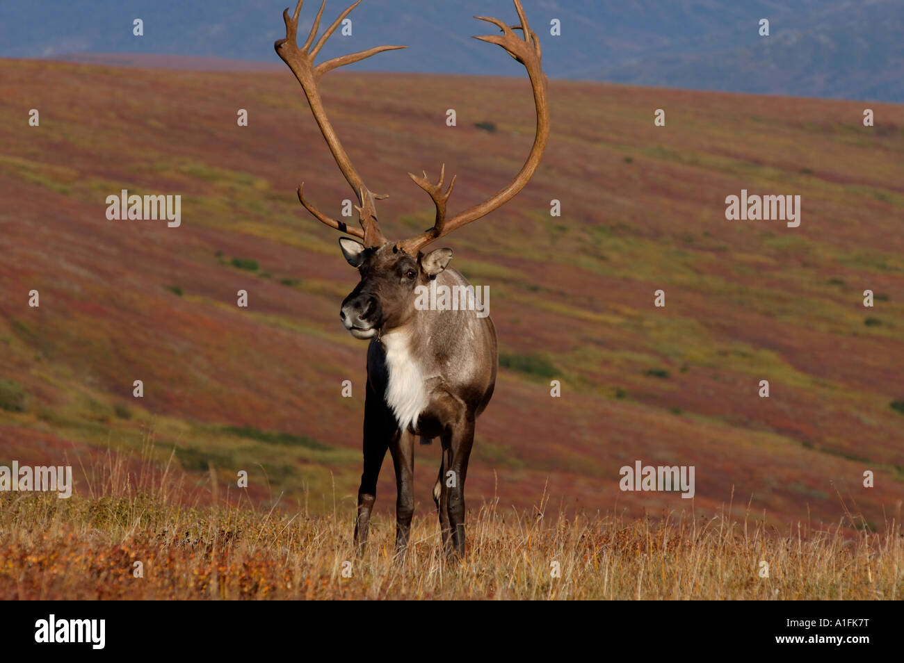 Caribou rack on the tundra hi-res stock photography and images - Alamy