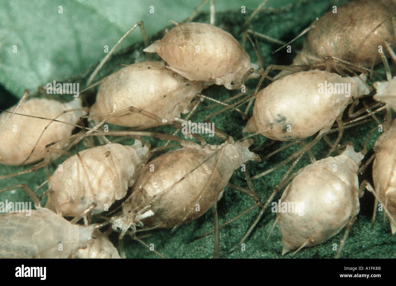 Parasitised aphid hi-res stock photography and images - Alamy