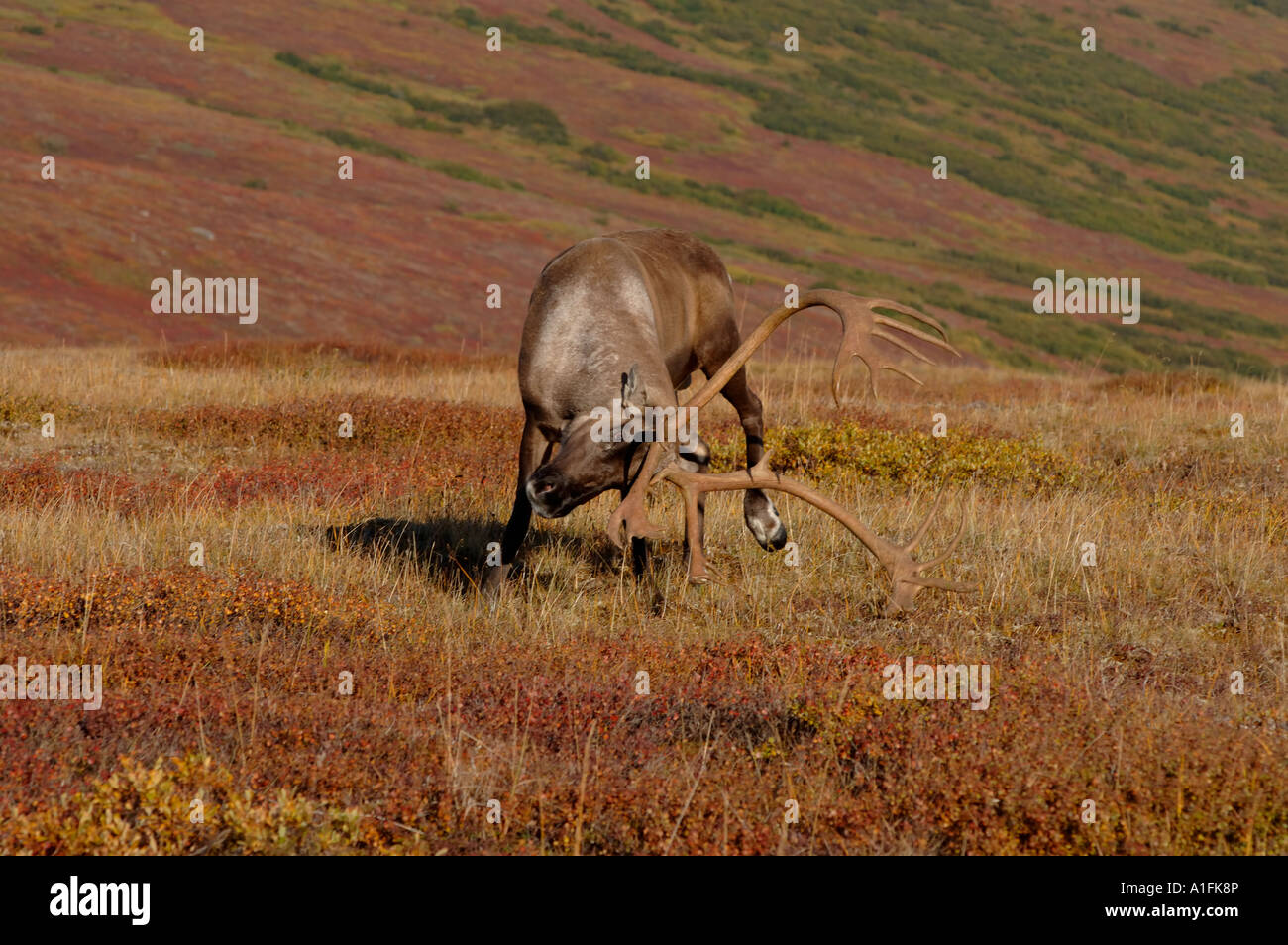 Caribou rack on the tundra hi-res stock photography and images - Alamy
