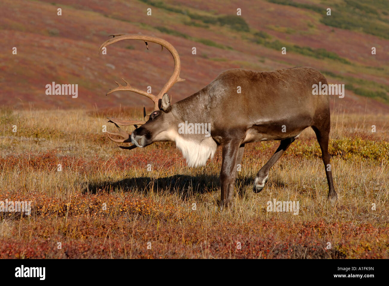 Caribou rack on the tundra hi-res stock photography and images - Alamy