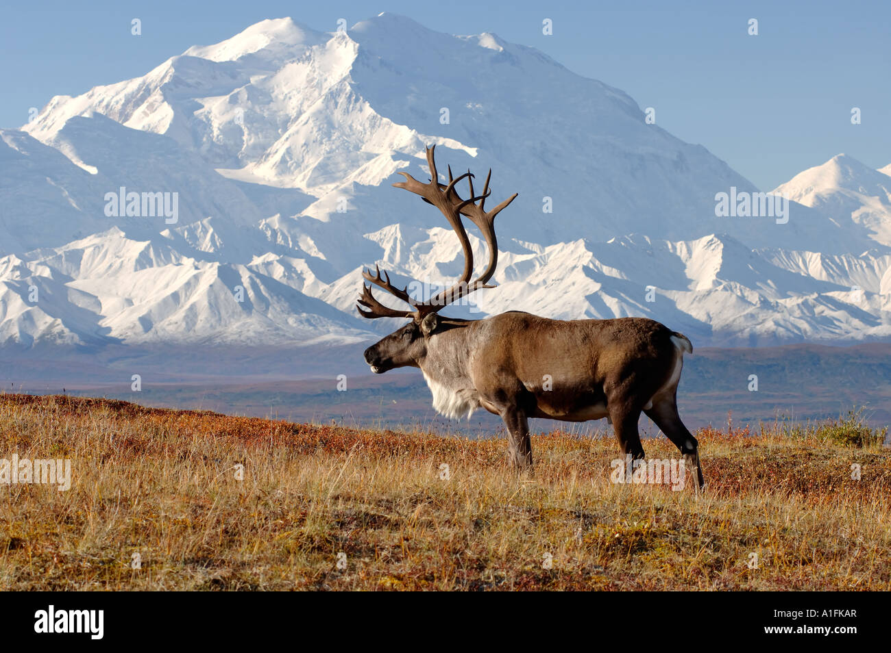 Mt mckinley bull caribou denali hi-res stock photography and images - Alamy