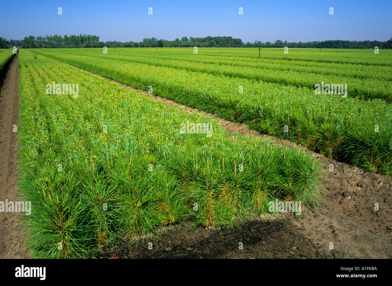 Southern pine timber hi-res stock photography and images - Alamy