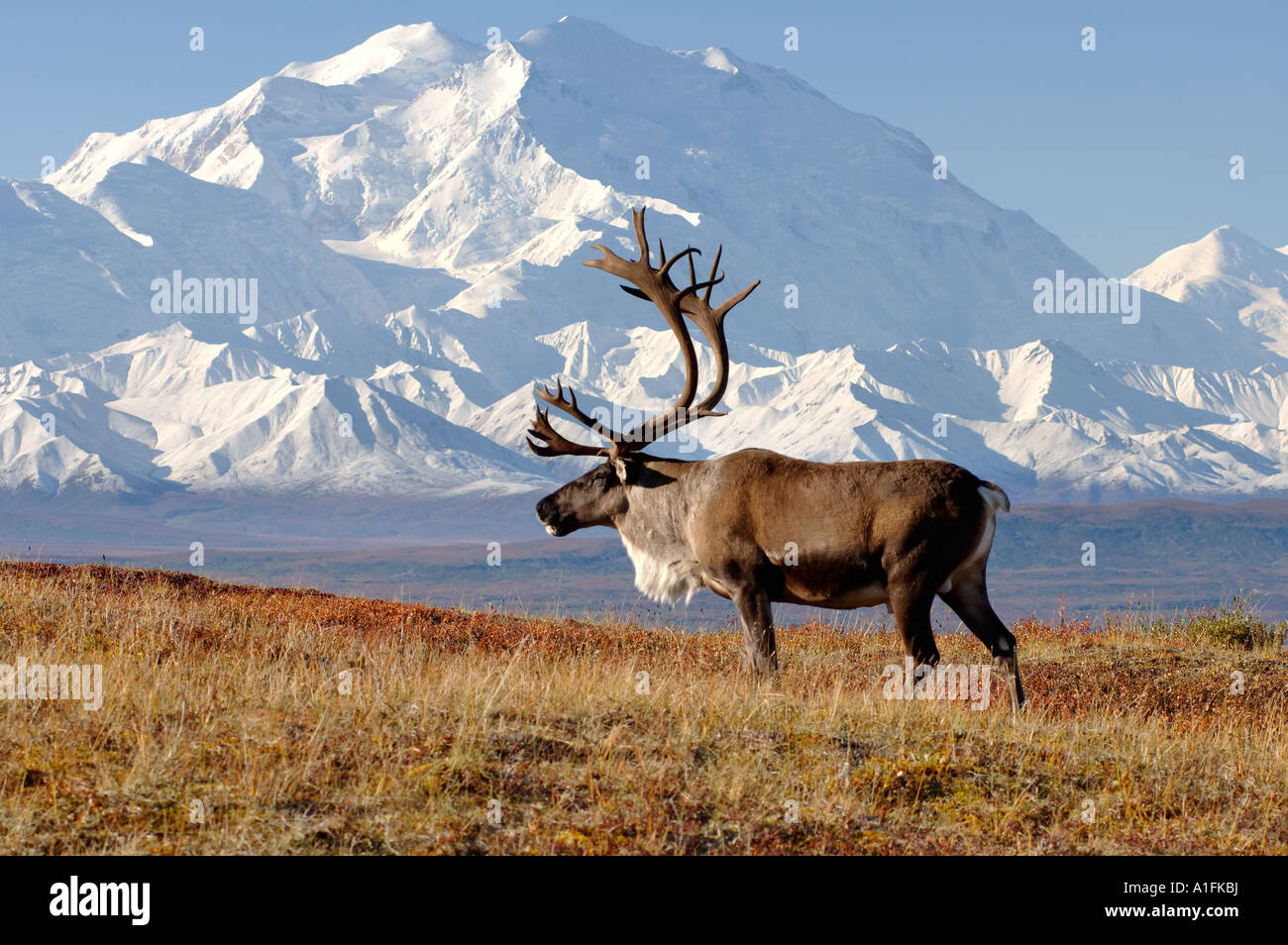 caribou Rangifer tarandus bull in rut in fall colors with mt Mount ...