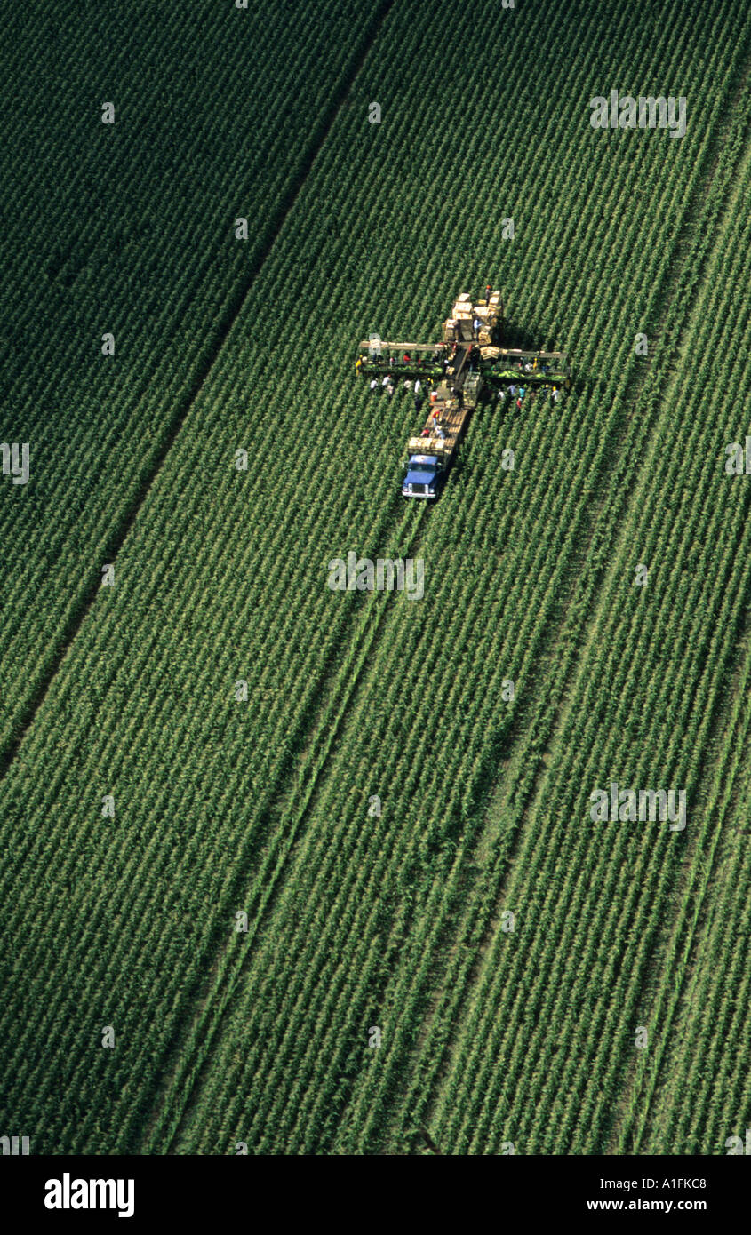 An aerial view of a truck and field workers harvesting sweet corn in ...