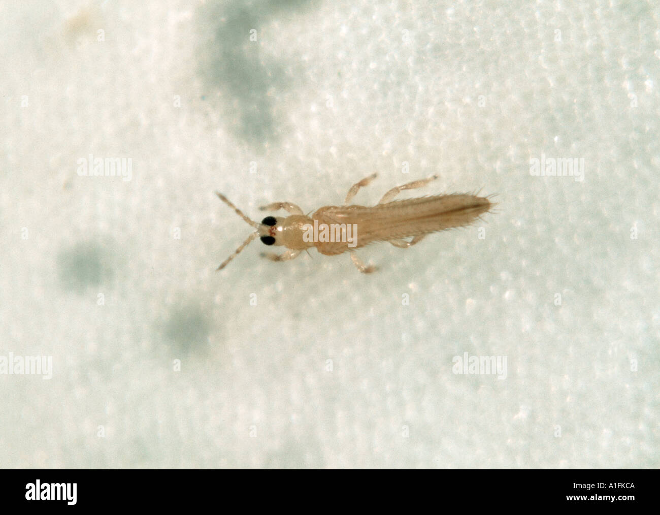 Onion thrips hi-res stock photography and images - Alamy