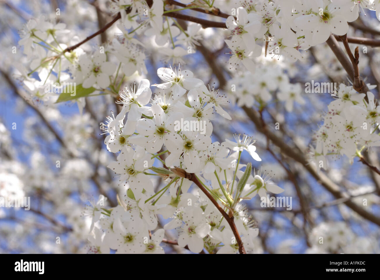Bradford Pear tree in its spring bloom foilage Stock Photo - Alamy