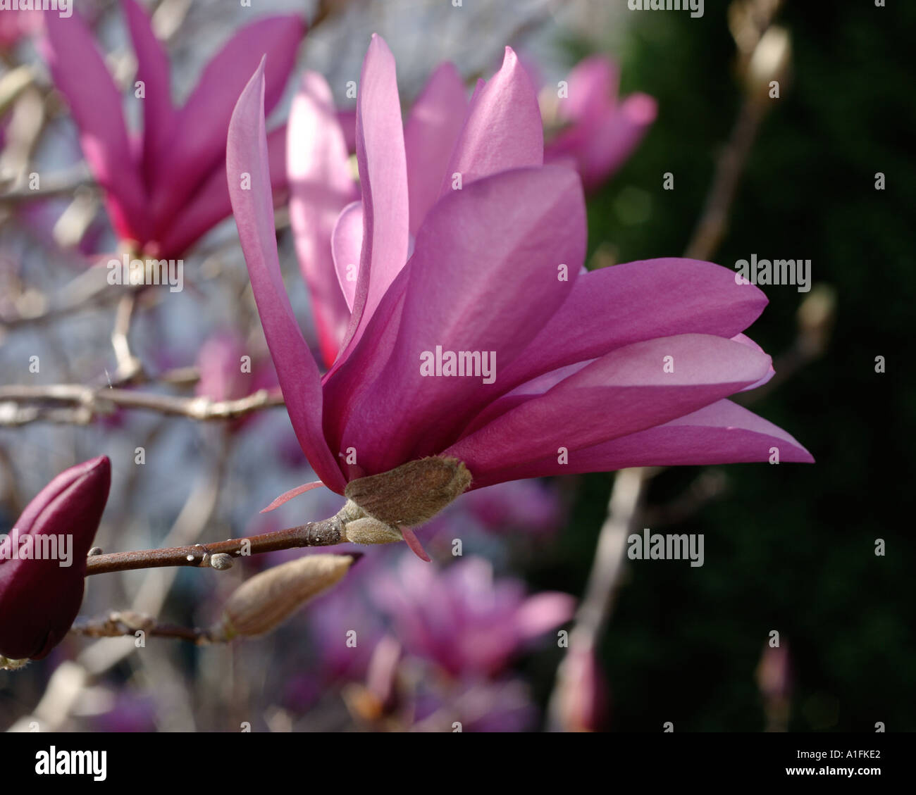 Spring japanese magnolia tree hi-res stock photography and images - Alamy