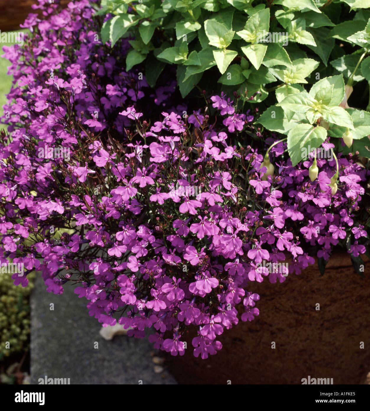 Lobelia garden plant hi-res stock photography and images - Alamy