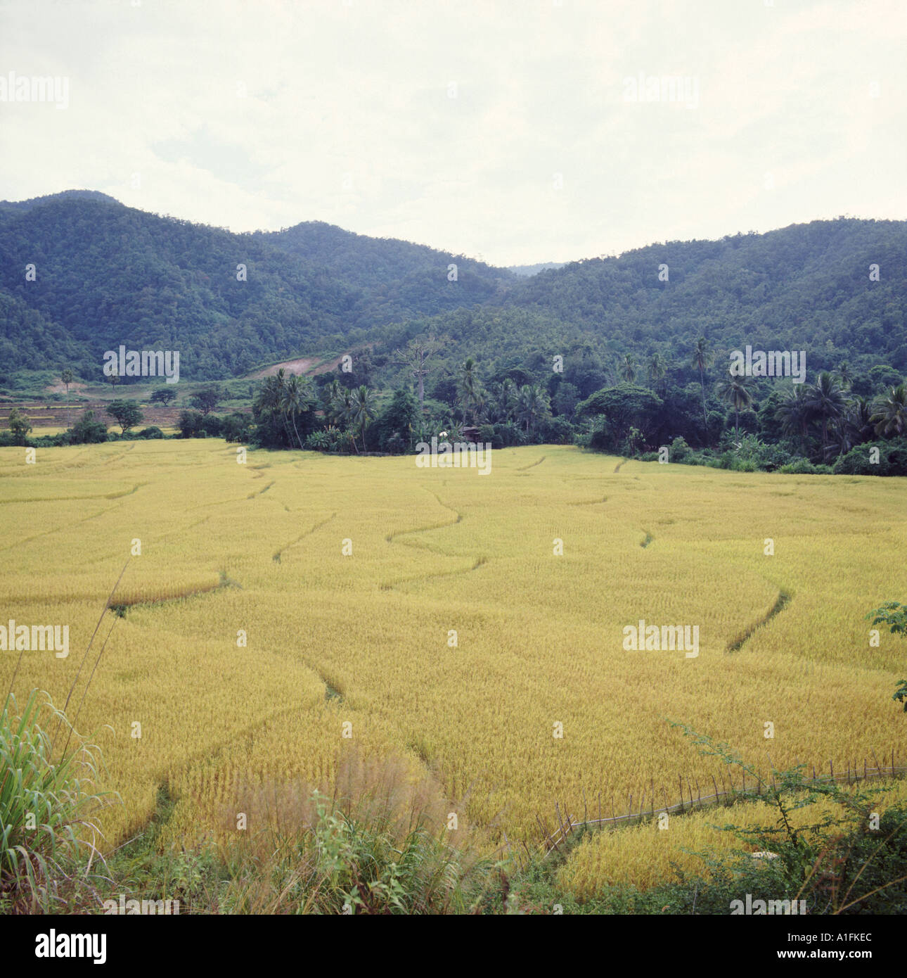 Upland rice hi-res stock photography and images - Alamy