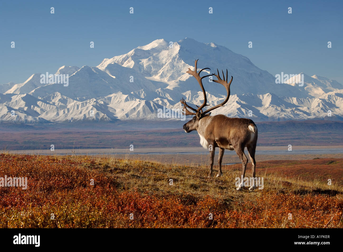 caribou Rangifer tarandus bull in rut in fall colors with mt Mount ...
