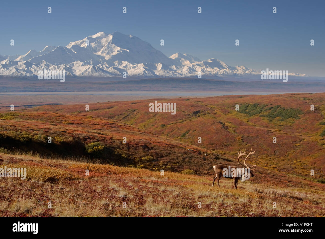 caribou Rangifer tarandus bull in rut in fall colors with Mount ...