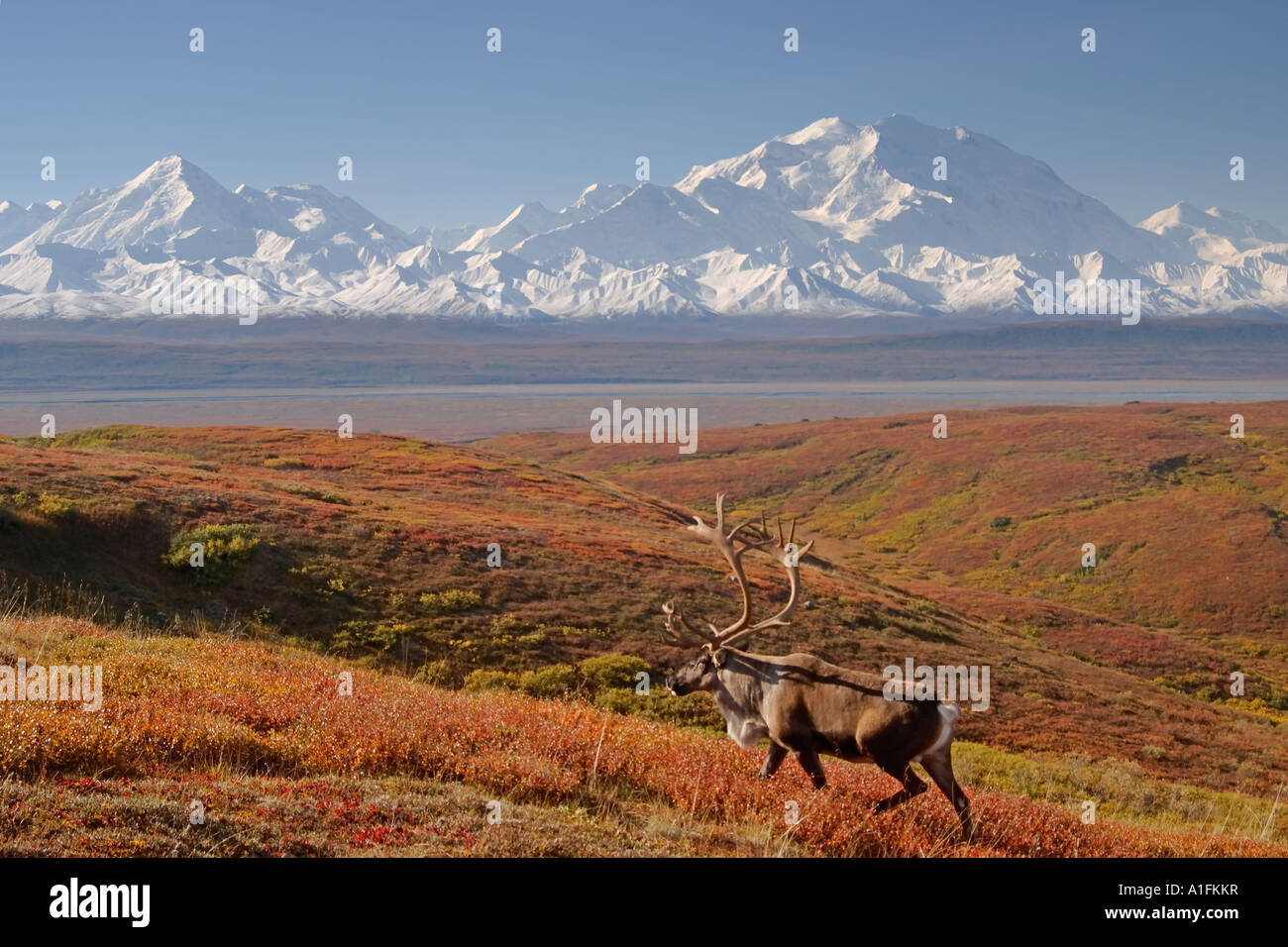 caribou Rangifer tarandus bull in fall colors with mt Mount McKinley in ...