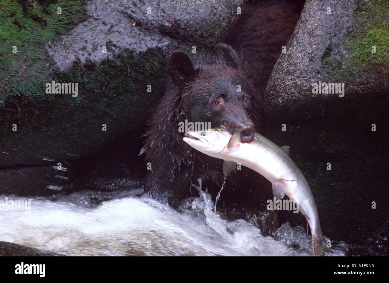 Anan bay hi-res stock photography and images - Alamy