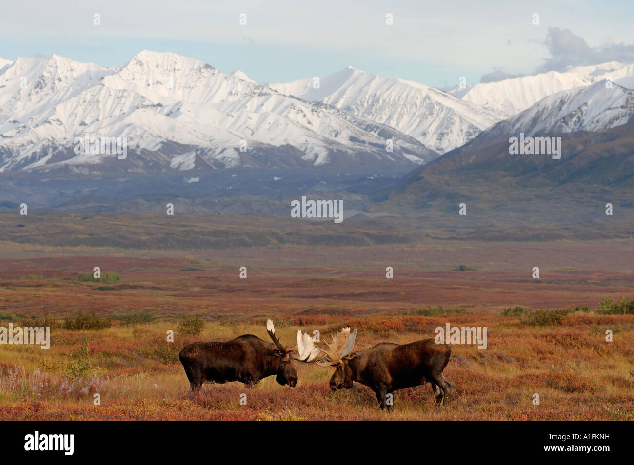 moose Alces alces two bulls in rut fighting during mating season Denali ...