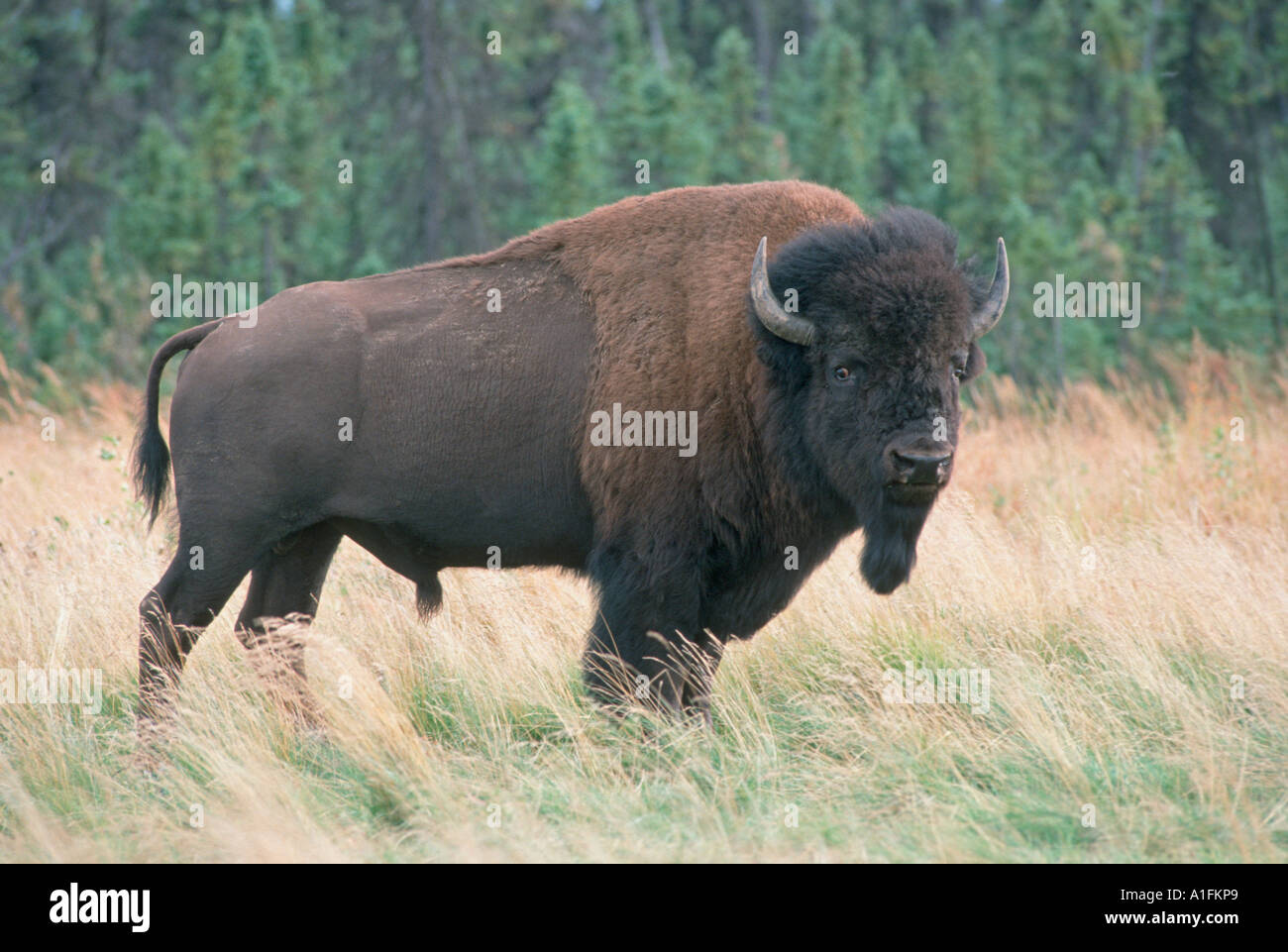 Prehistoric buffalo hi-res stock photography and images - Alamy