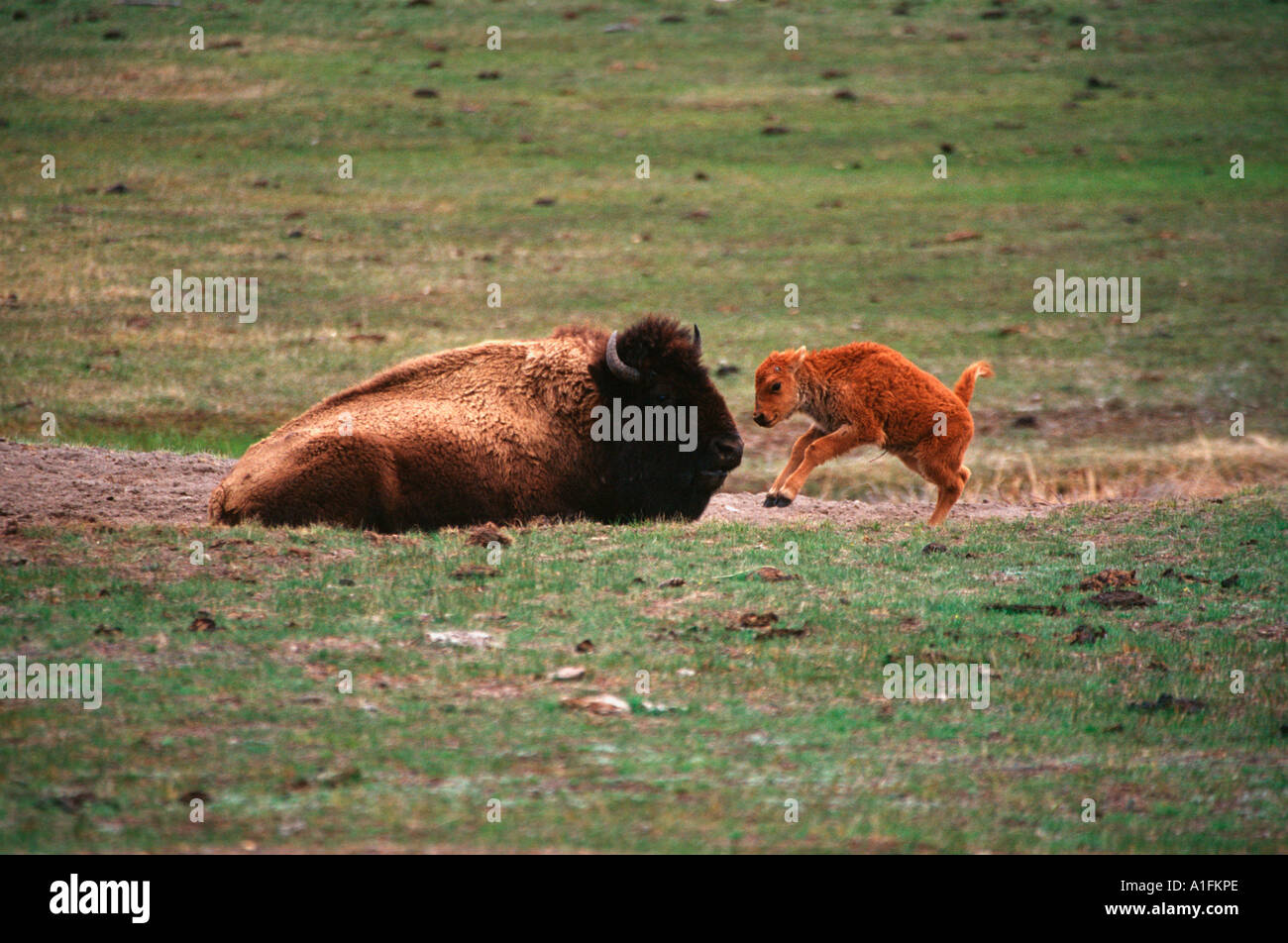 Buffalo, Bison bison, cow resting and calf playing Stock Photo - Alamy
