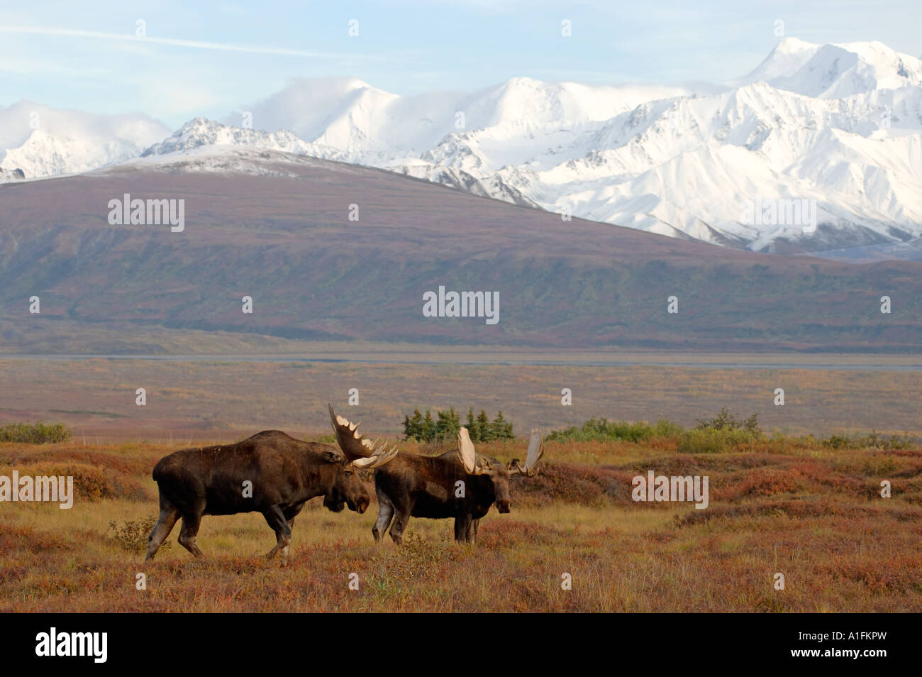 moose Alces alces two bulls in rut fighting during mating season Denali ...