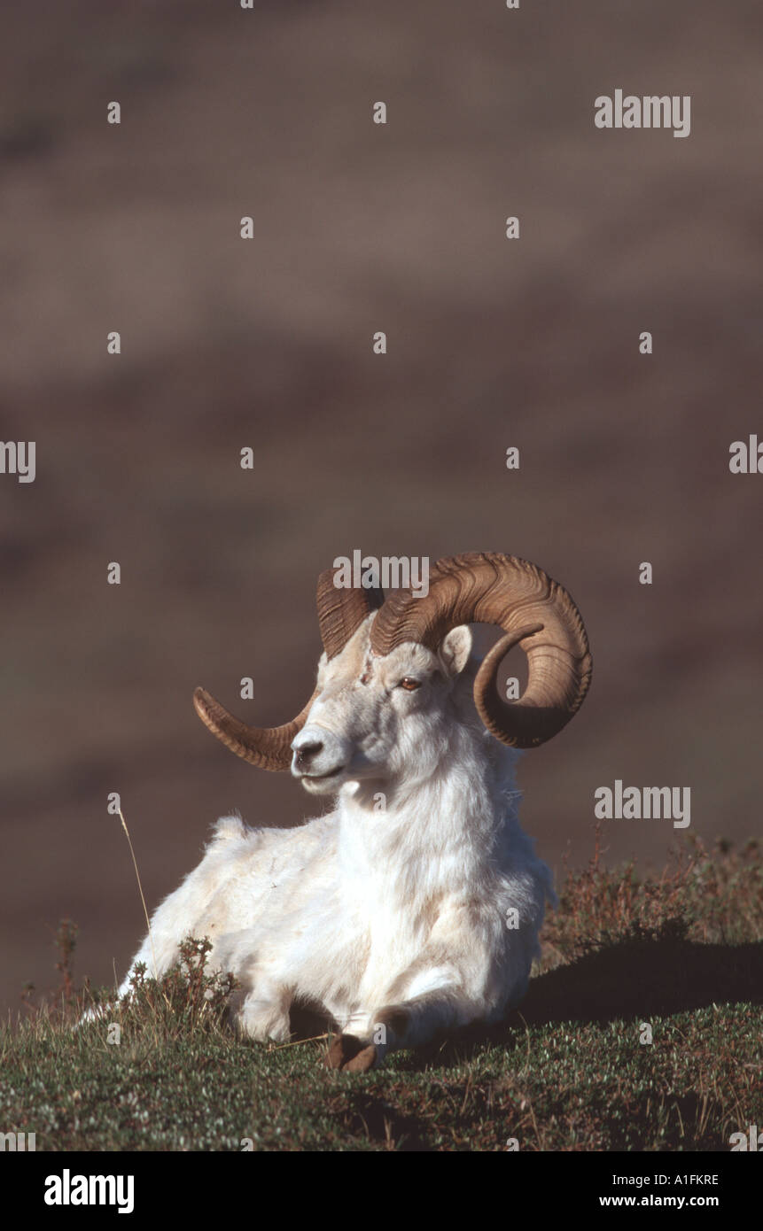 Dall Sheep ram in Denali National Park, shot in the wild Stock Photo ...