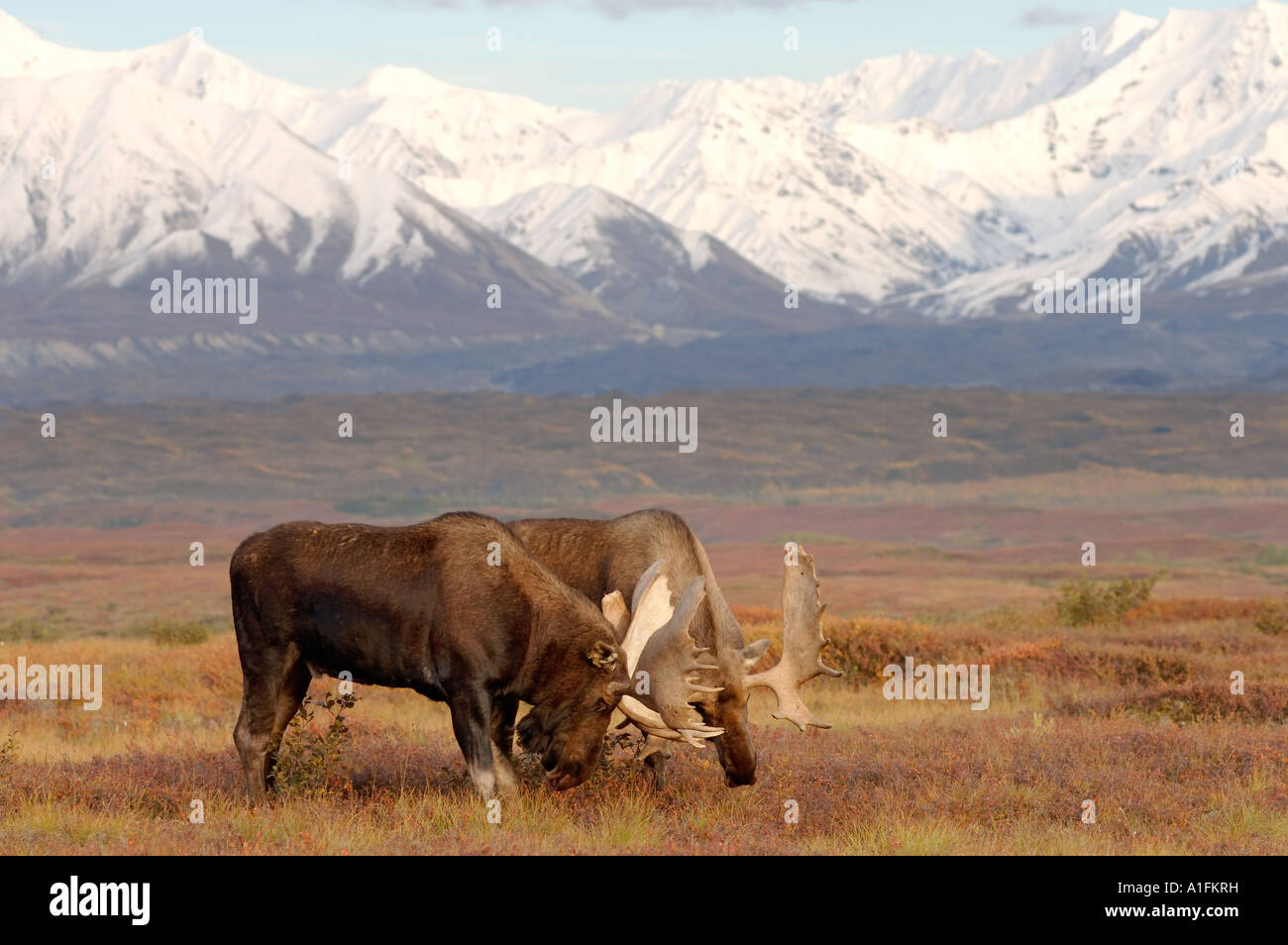 moose Alces alces two bulls in rut fighting during mating season Denali ...
